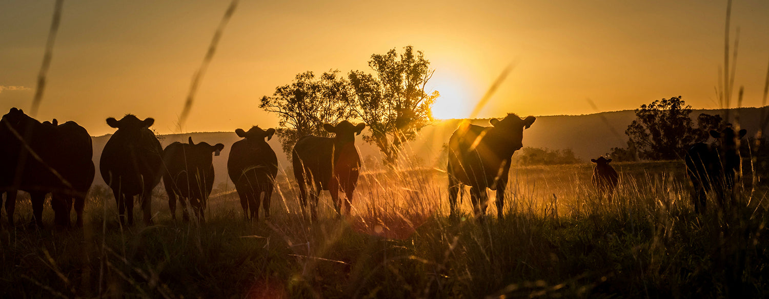 About MidAmerican Beef™ – MidAmerican Beef Co